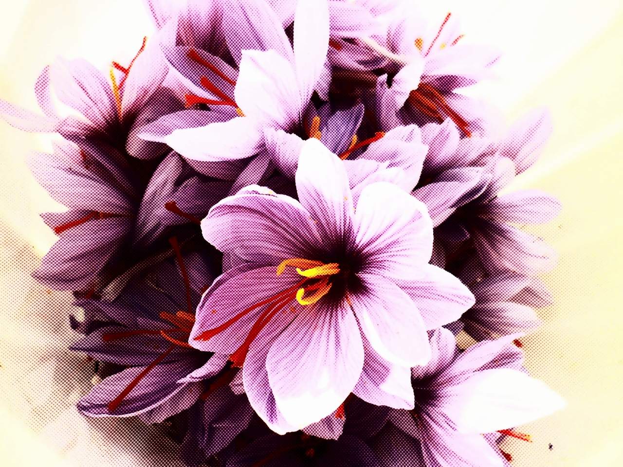 Saffron Cultivation - Saffron Business